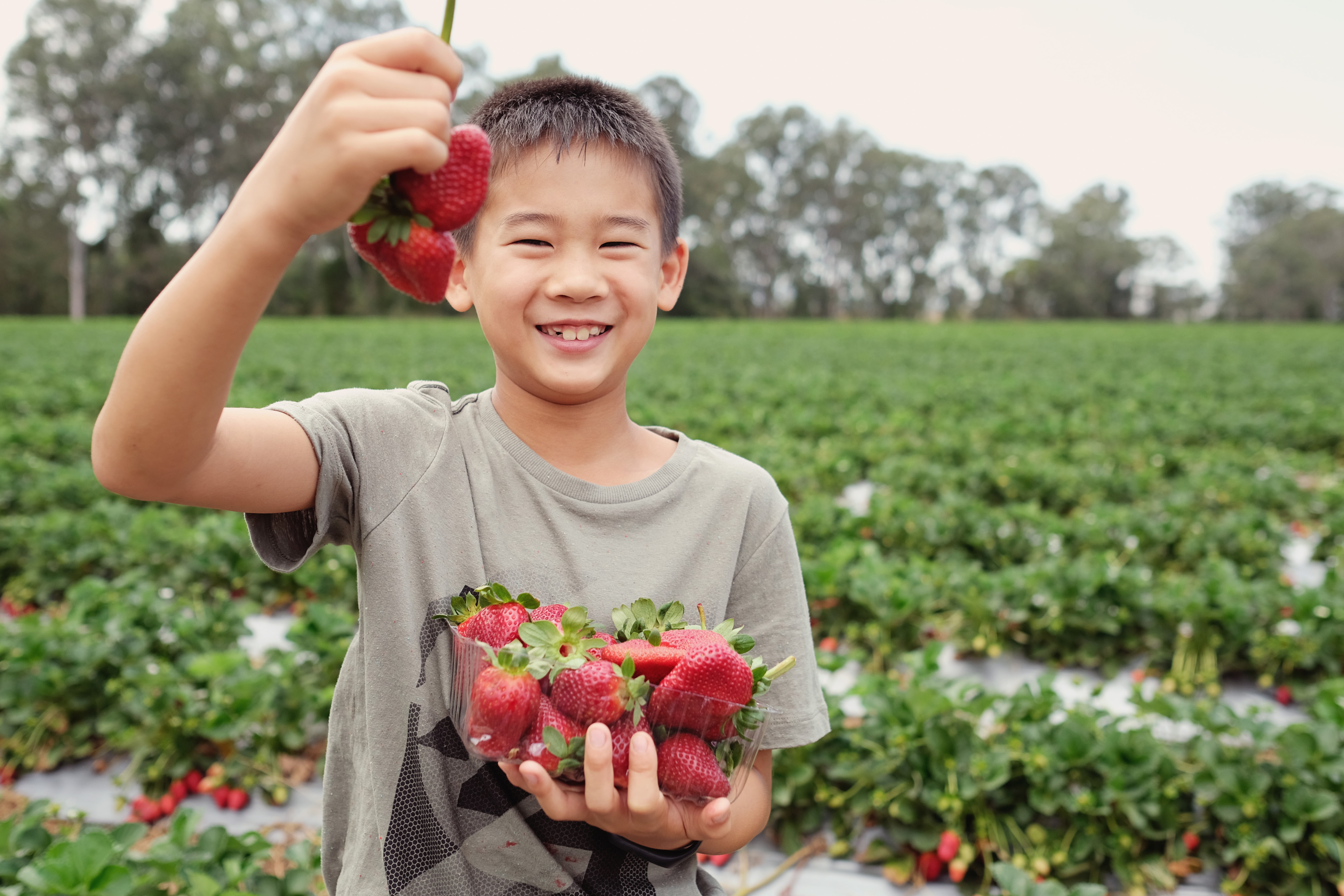 Where to Find Pick-Your-Own Fruit & Veggie Farms This Summer - Kidsguide