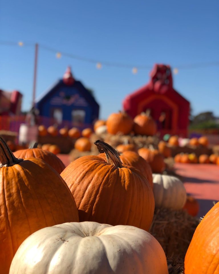 2025 Southern California Pumpkin Patches - Kidsguide