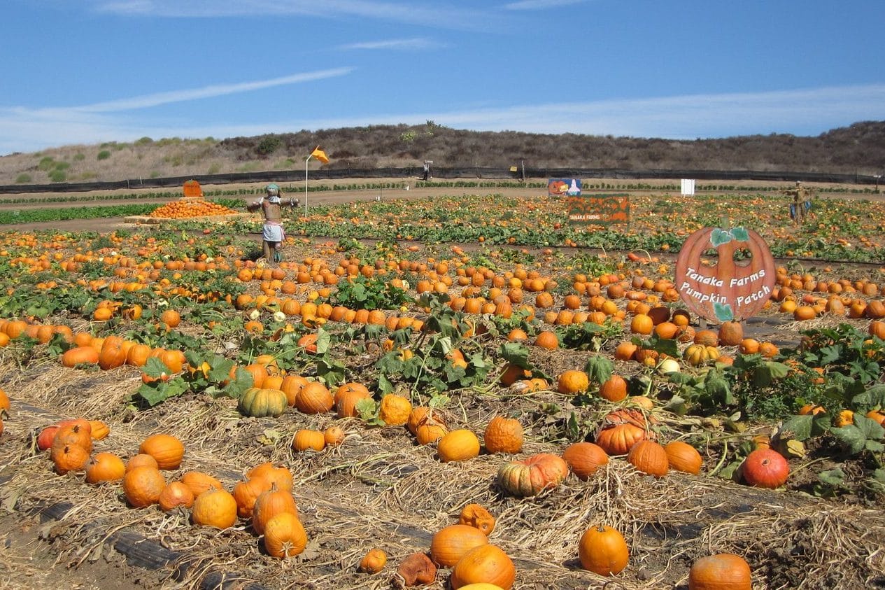 tanaka-farms - Kidsguide